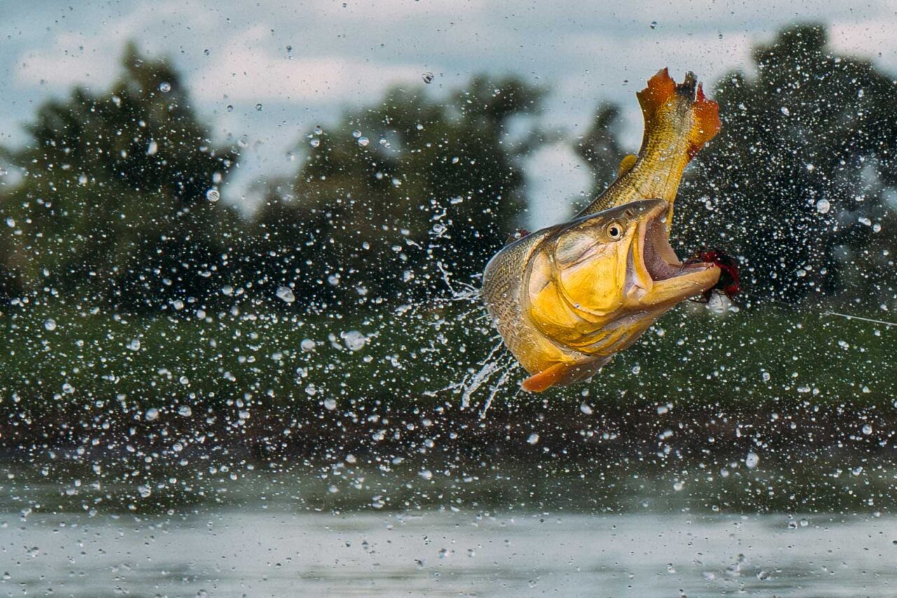 Argentina’s Fly Fishing Seasons: When and Where to Catch the Prize ...